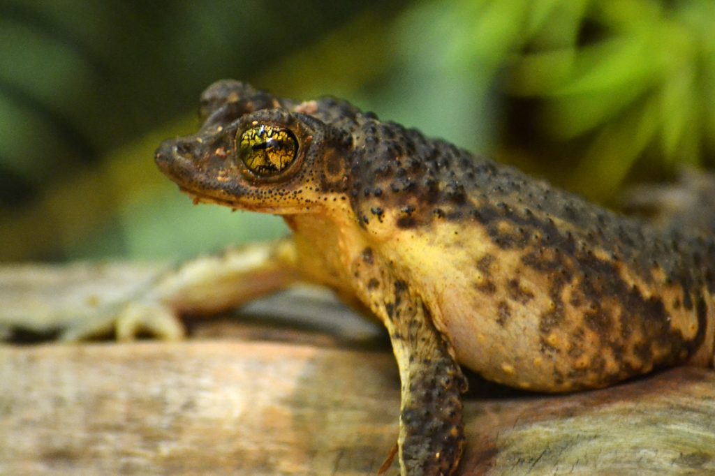 Potter Park Zoo Sends 2000 Tadpoles to Puerto Rico in a Critical ...