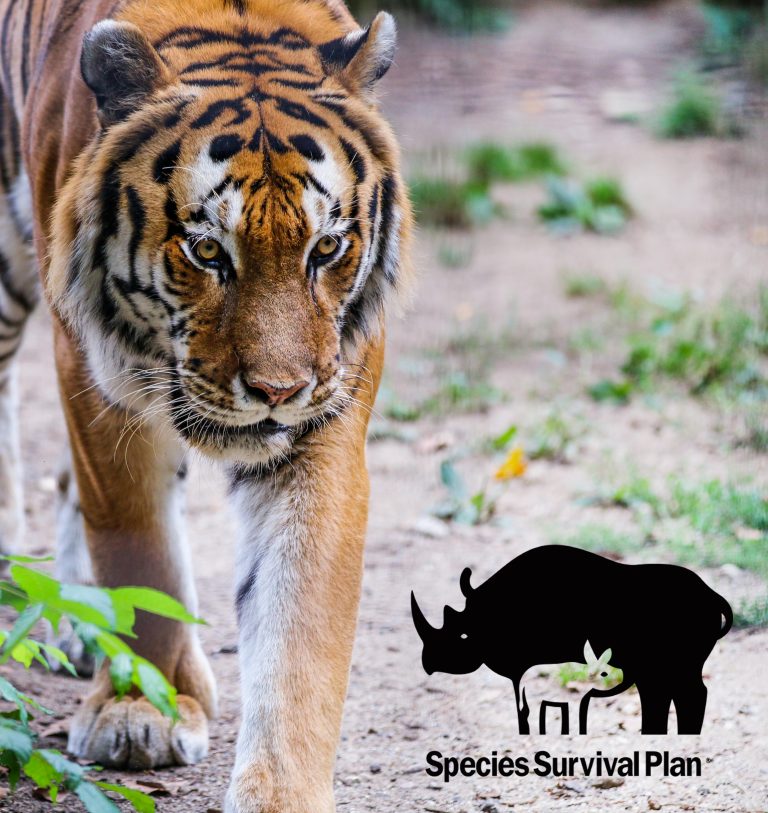 Conservation | Potter Park Zoo