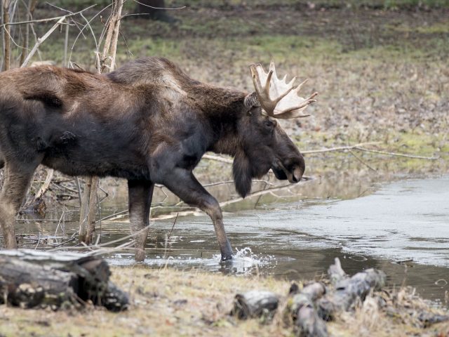 Animals | Potter Park Zoo