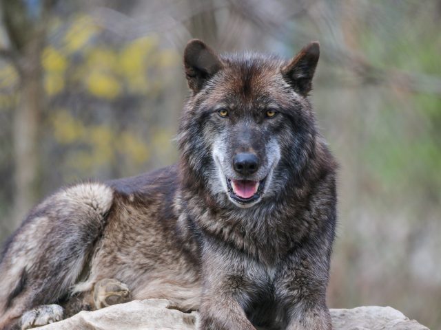 Animals | Potter Park Zoo