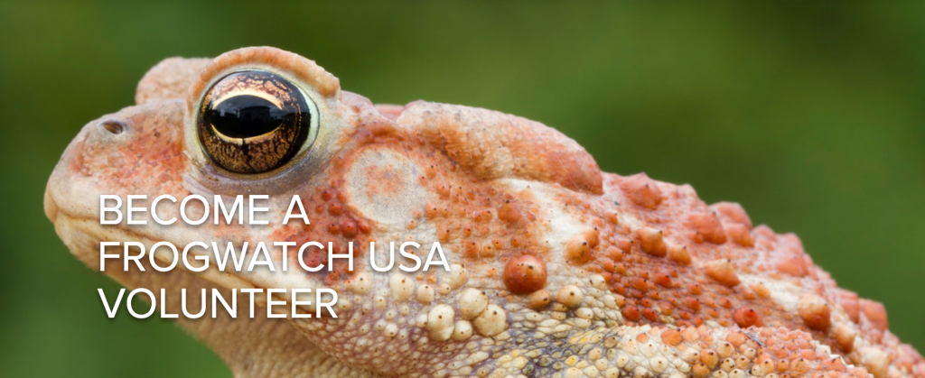 Become a FrogWatch Citizen Scientist! | Potter Park Zoo