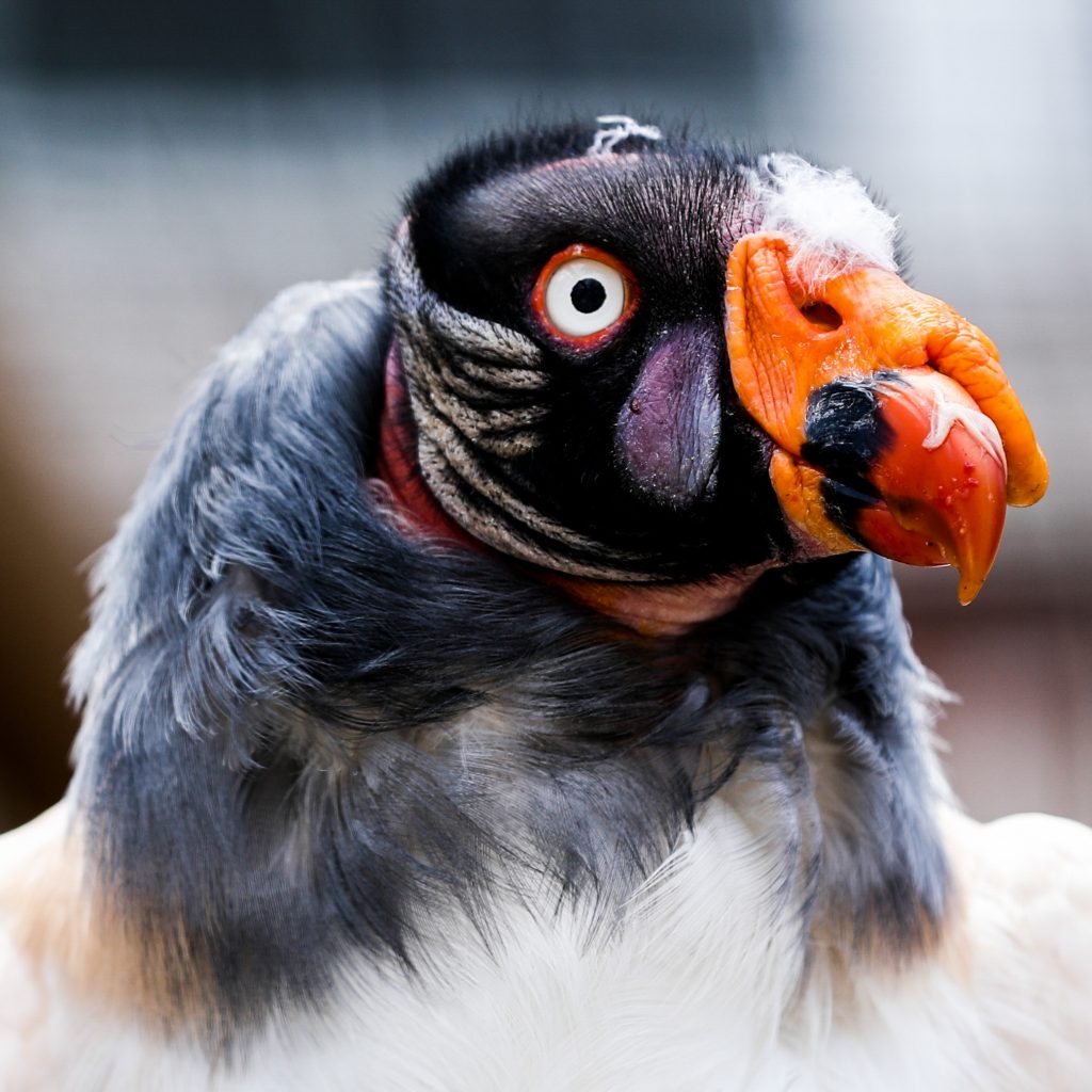 Caring for Potter Park Zoo’s Elderly Animals | Potter Park Zoo