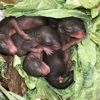 Potter Park Zoo Welcomes Four Northern Tree Shrew Babies | Potter Park Zoo