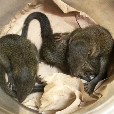 Potter Park Zoo Welcomes Four Northern Tree Shrew Babies | Potter Park Zoo