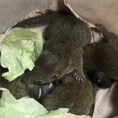 Potter Park Zoo Welcomes Four Northern Tree Shrew Babies | Potter Park Zoo