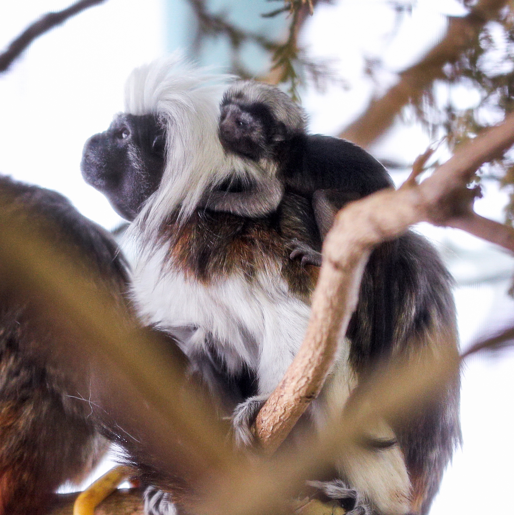 Critically Endangered Cotton-top Tamarin Twins Born at Potter Park Zoo for First Time in 10 ...