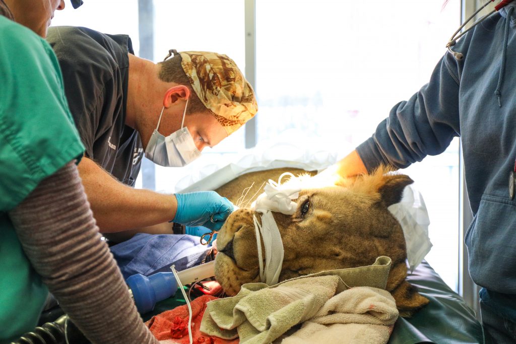 Collaboration With Local Veterinary Specialists Helps Keep the Lions ...