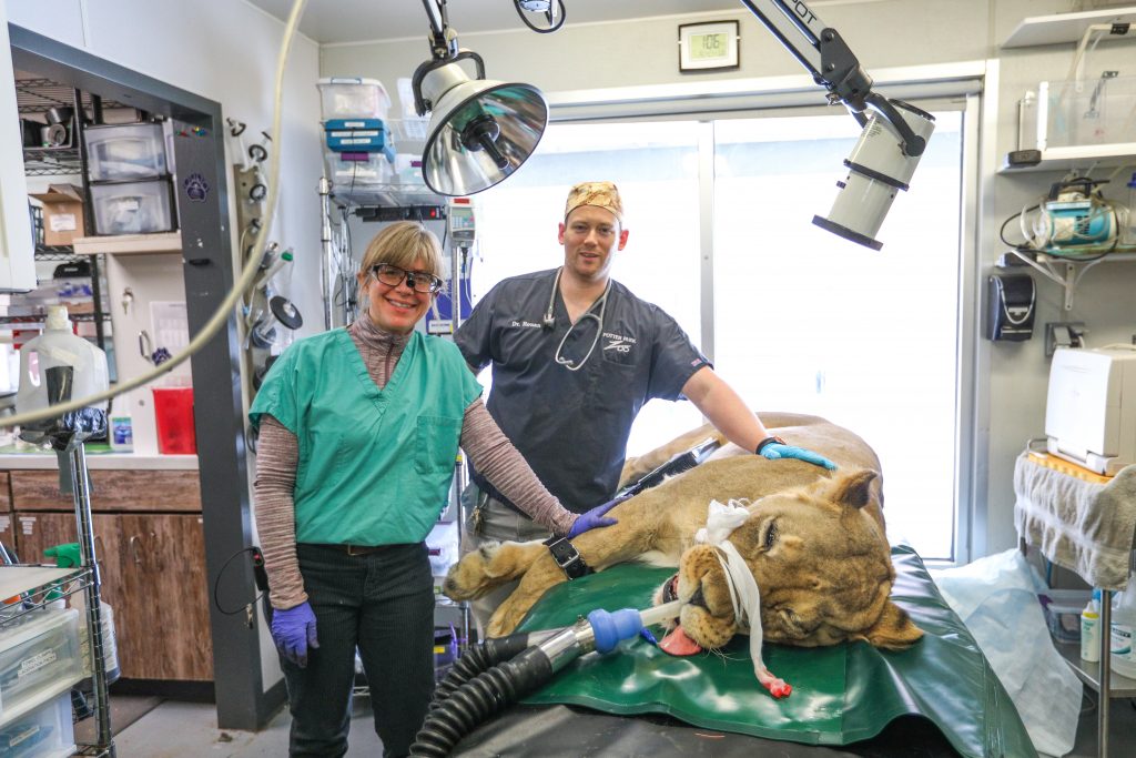 Collaboration With Local Veterinary Specialists Helps Keep the Lions ...