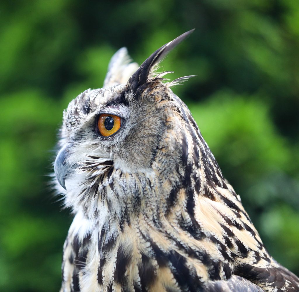 Happy 25th Birthday to Oslo the Eurasian Eagle-Owl | Potter Park Zoo