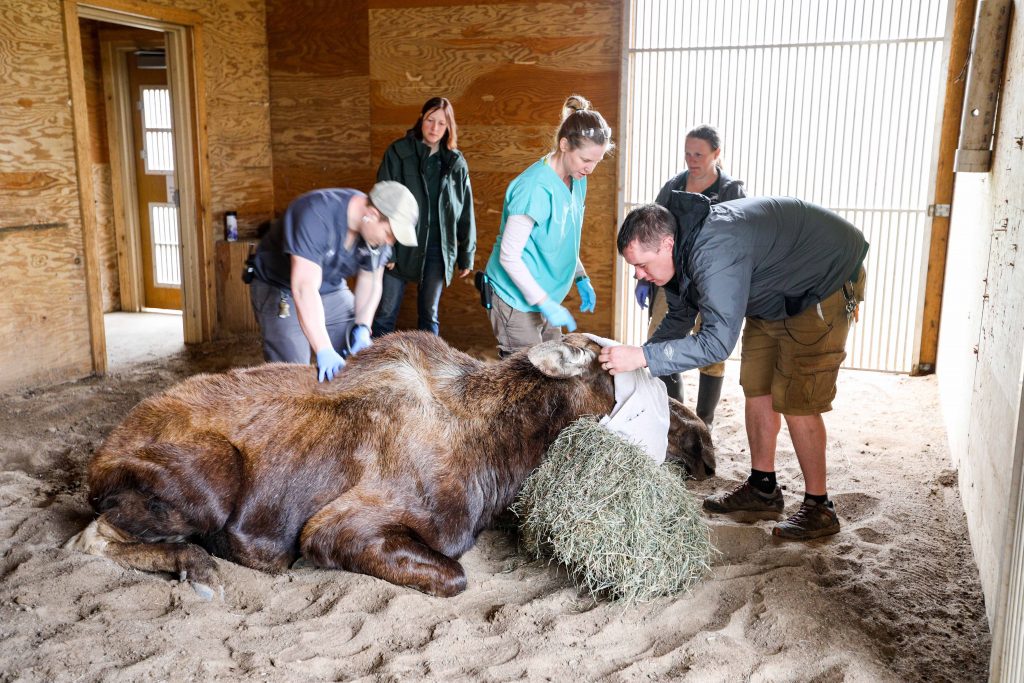 Potter Park Zoo’s Alaskan Moose “Meeko” Battling Cancer | Potter Park Zoo