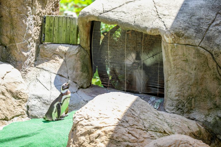 Heat Wave! How do we Keep the Animals Cool? | Potter Park Zoo