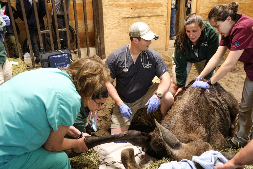 Meeko the Alaskan Moose Receives New, Innovative and Effective ...