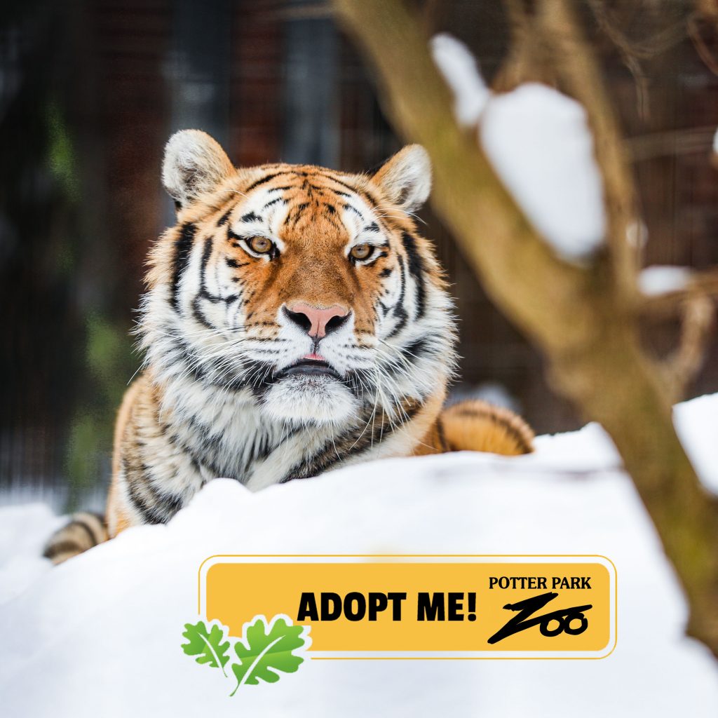 2020 Gift guide from Potter Park Zoo | Potter Park Zoo