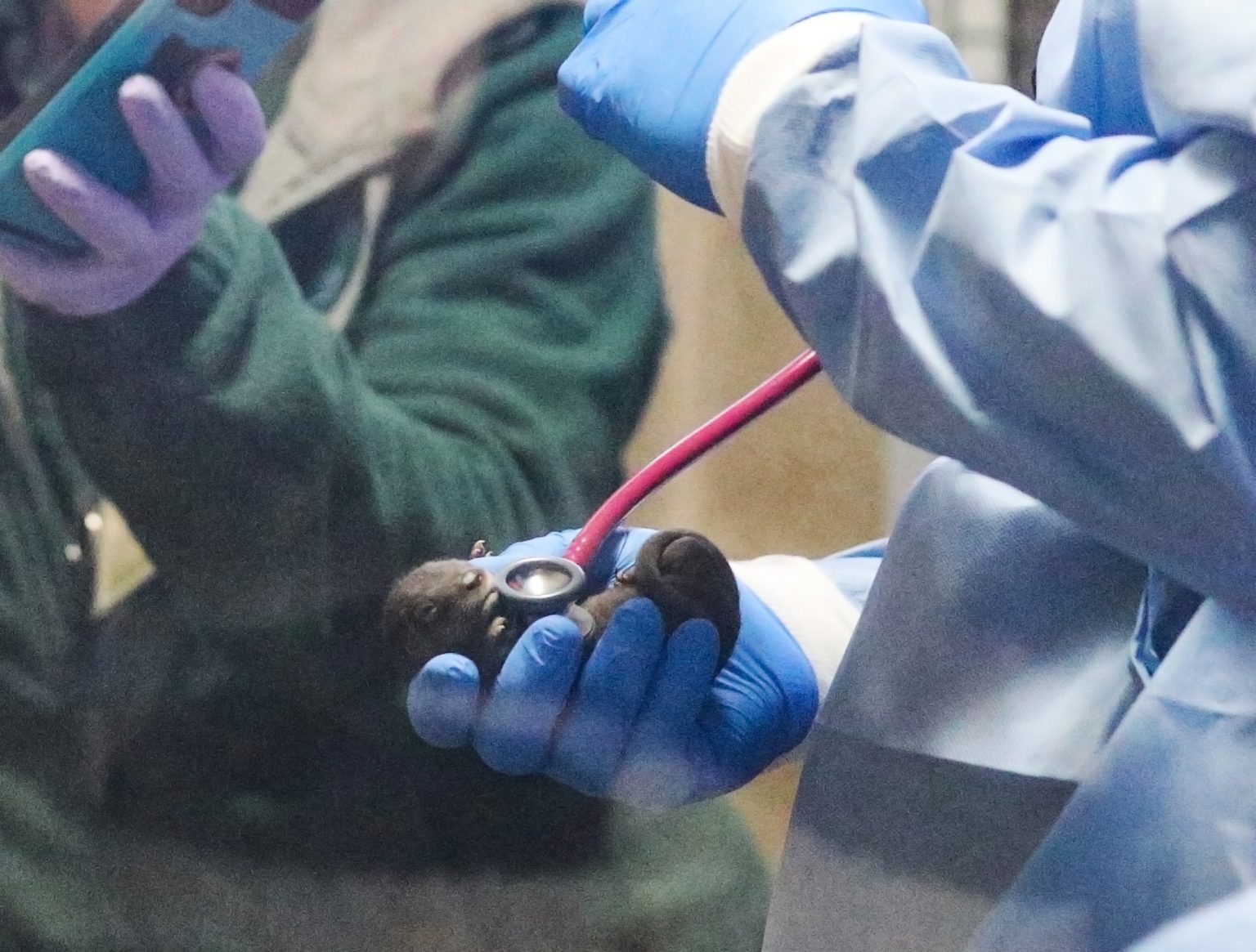 Otter “Pup-date” — Growth and Development | Potter Park Zoo