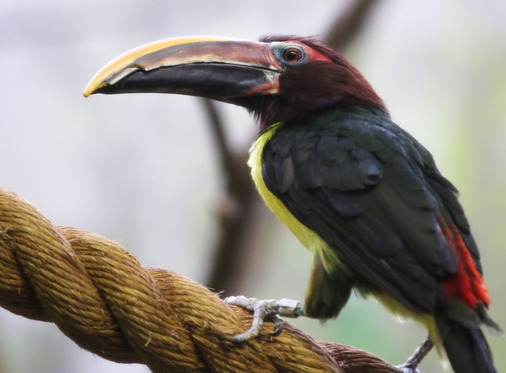 Birding Part 5: Adaptations of Birds | Potter Park Zoo