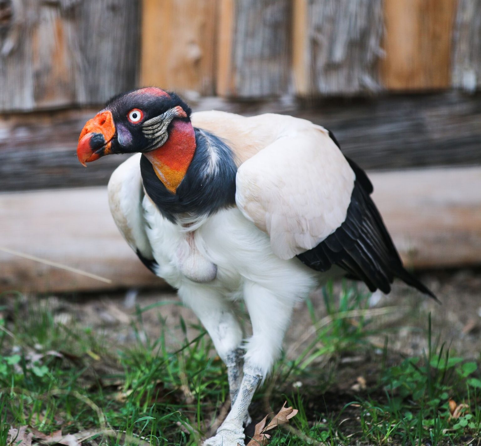 Birding Part 5: Adaptations of Birds | Potter Park Zoo