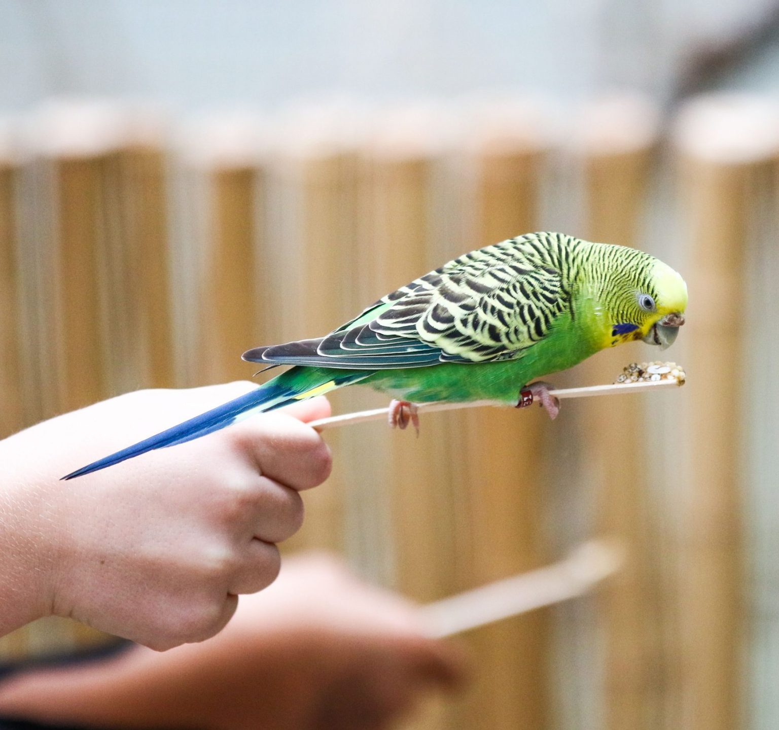 Birding Part 5: Adaptations of Birds | Potter Park Zoo