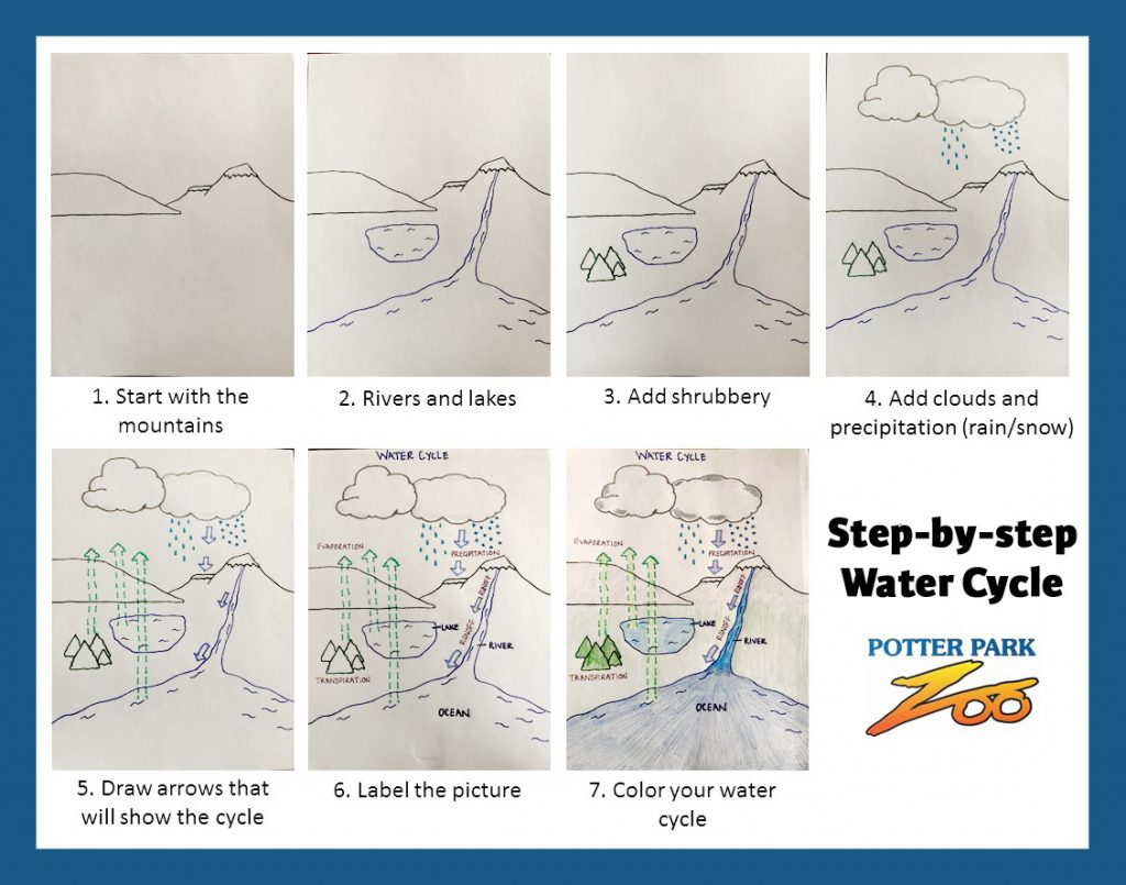 Activity: What is the Water Cycle? | Potter Park Zoo