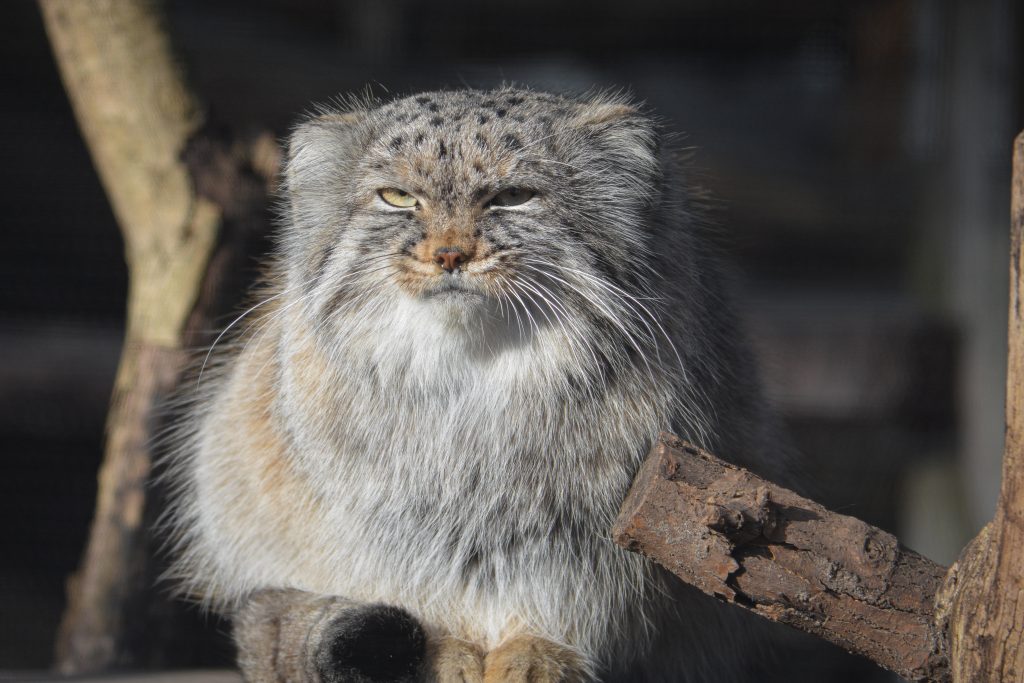 Adopt an Animal Recognition Board | Potter Park Zoo