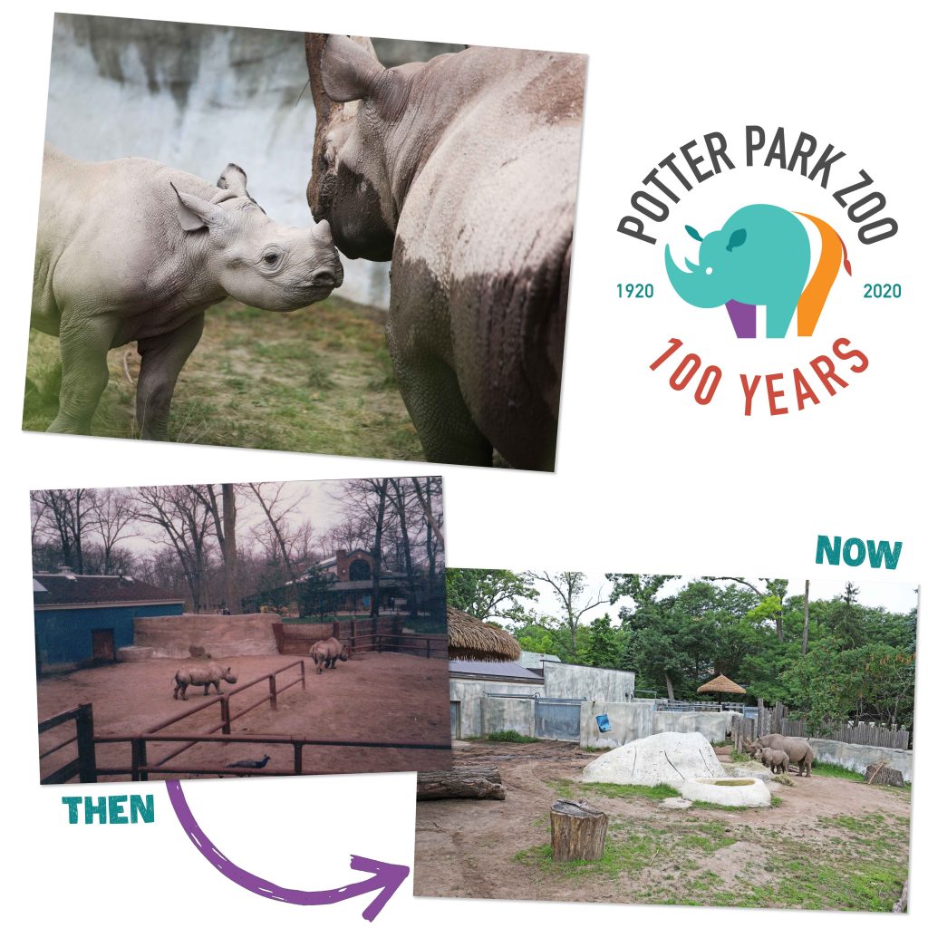 Throwback Thursday: The History of Rhinos at Potter Park Zoo | Potter ...