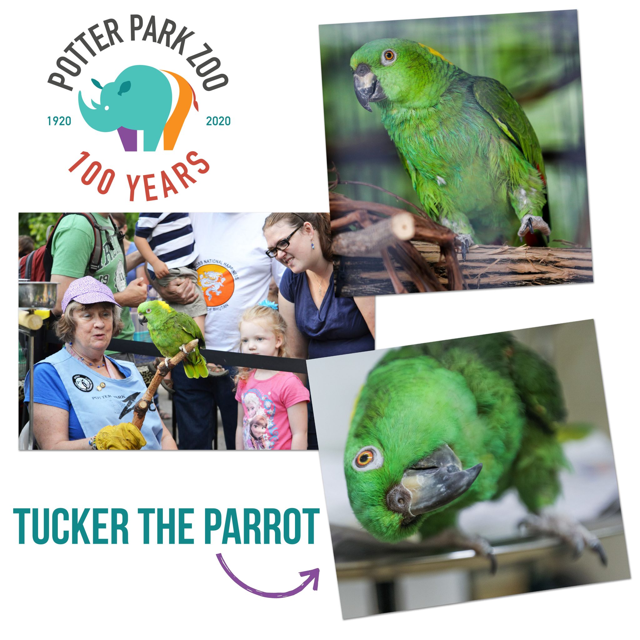Throwback Thursday: Tucker the Parrot | Potter Park Zoo