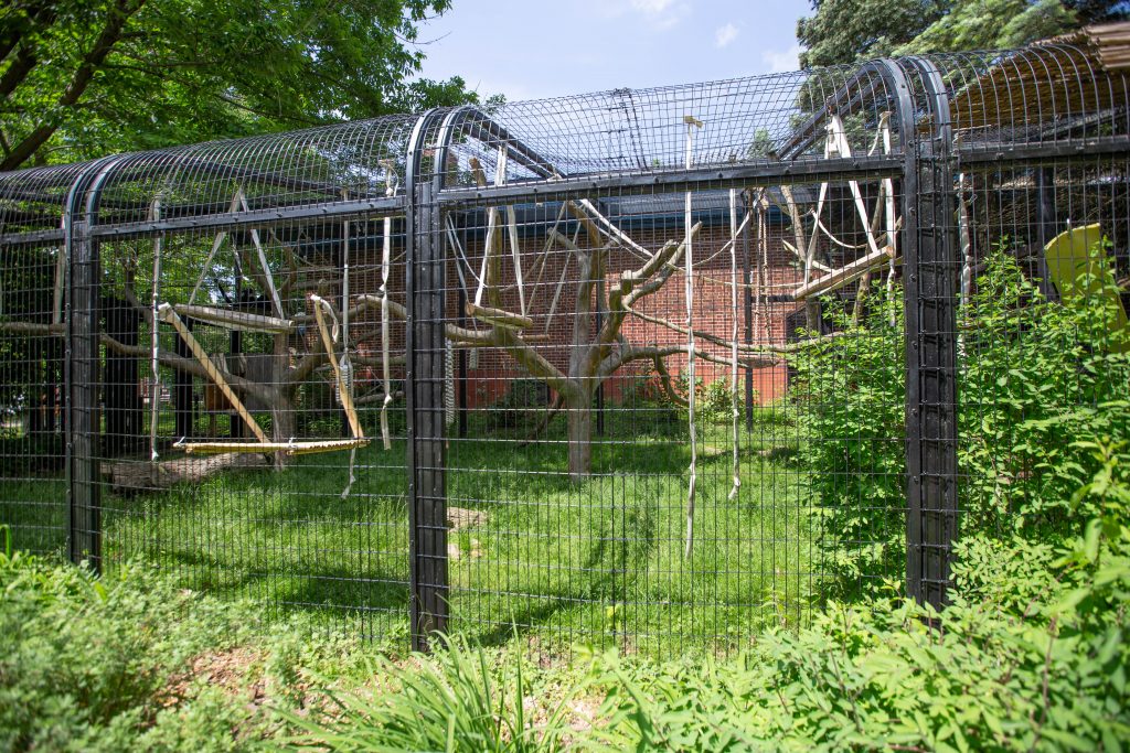Throwback Thursday: Gumbelina & the Spider Monkeys | Potter Park Zoo