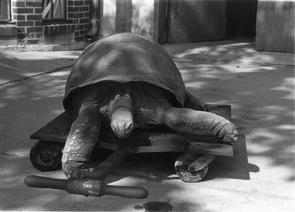 Throwback Thursday: Fuzz the Tortoise | Potter Park Zoo