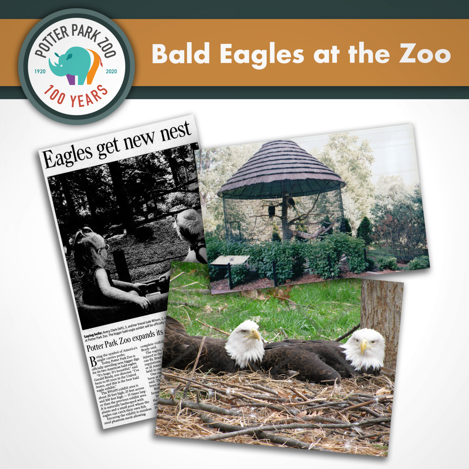 Throwback Thursday: Bald Eagles at the Zoo | Potter Park Zoo