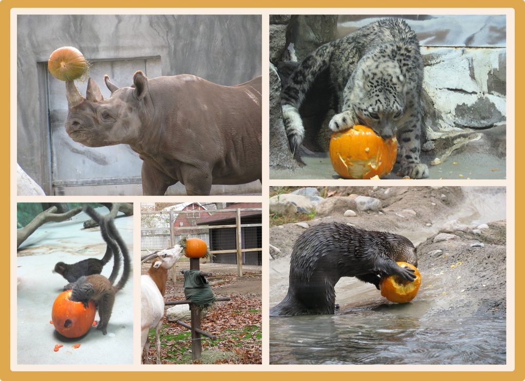 Throwback Thursday: Pumpkinfest | Potter Park Zoo