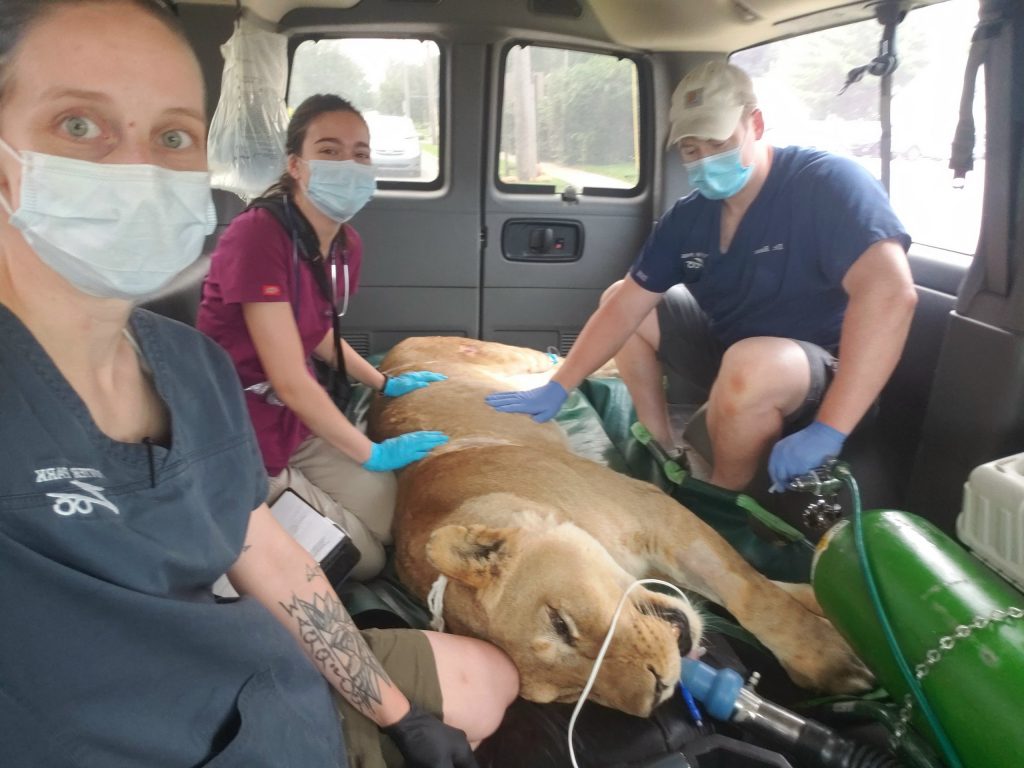 Potter Park Zoo geriatric female lion taken to Michigan State ...