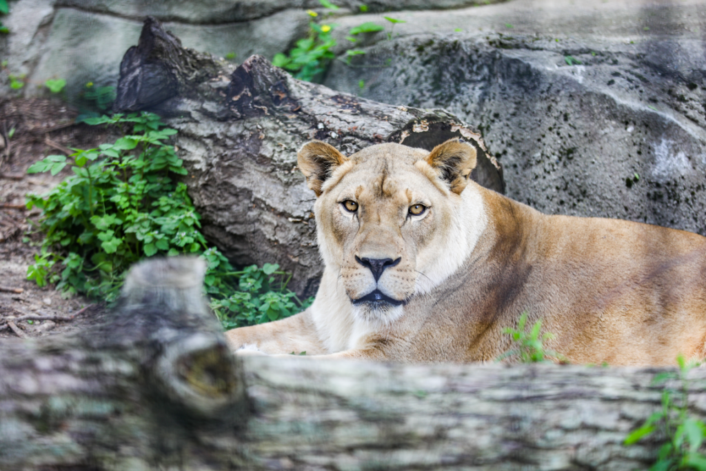 Potter Park Zoo geriatric female lion taken to Michigan State ...
