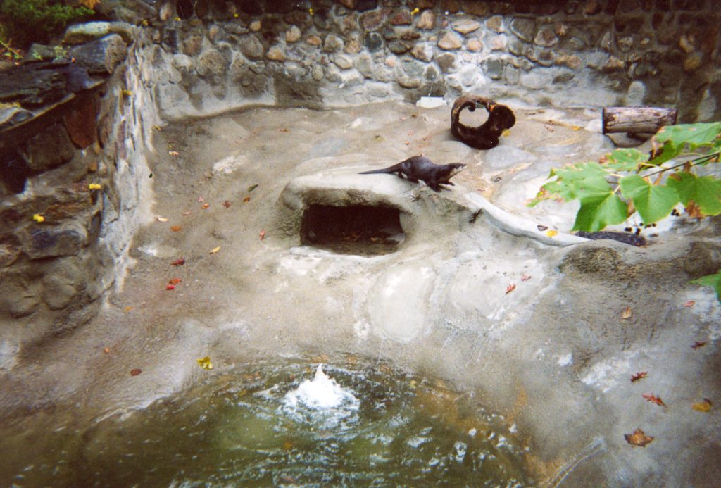 Throwback Thursday – River Otters at the Zoo | Potter Park Zoo