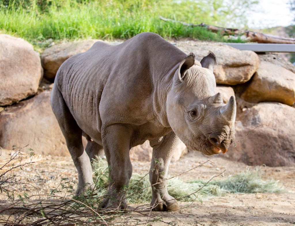 How are Zoos helping to Sustain Wildlife? | Potter Park Zoo