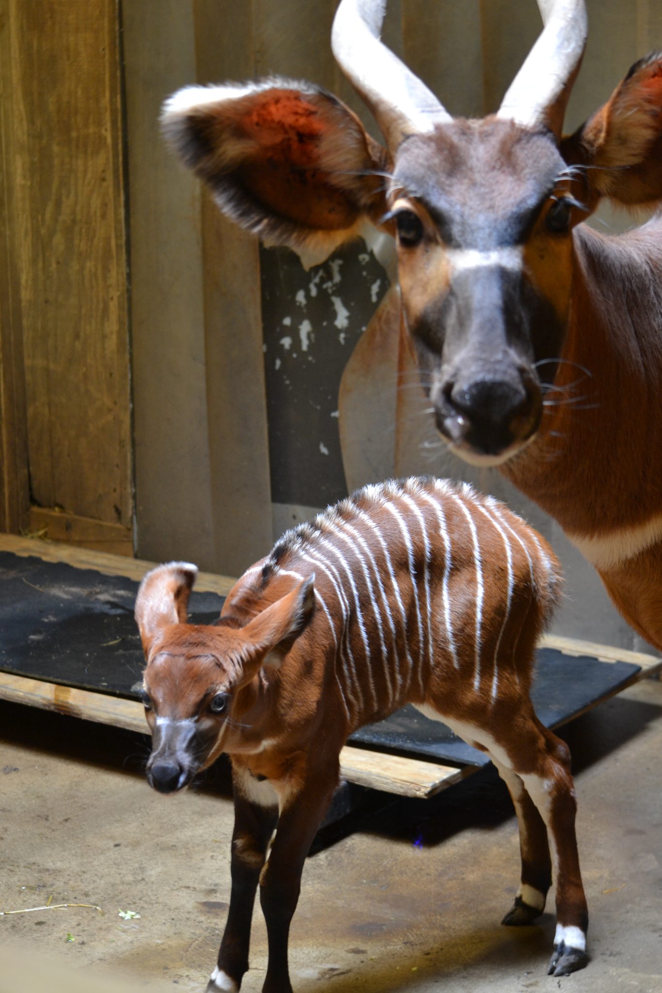 Potter Park Zoo Welcomes Birth of Critically Endangered Eastern Bongo ...