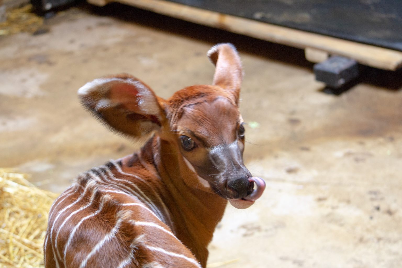 Potter Park Zoo Welcomes Birth of Critically Endangered Eastern Bongo ...