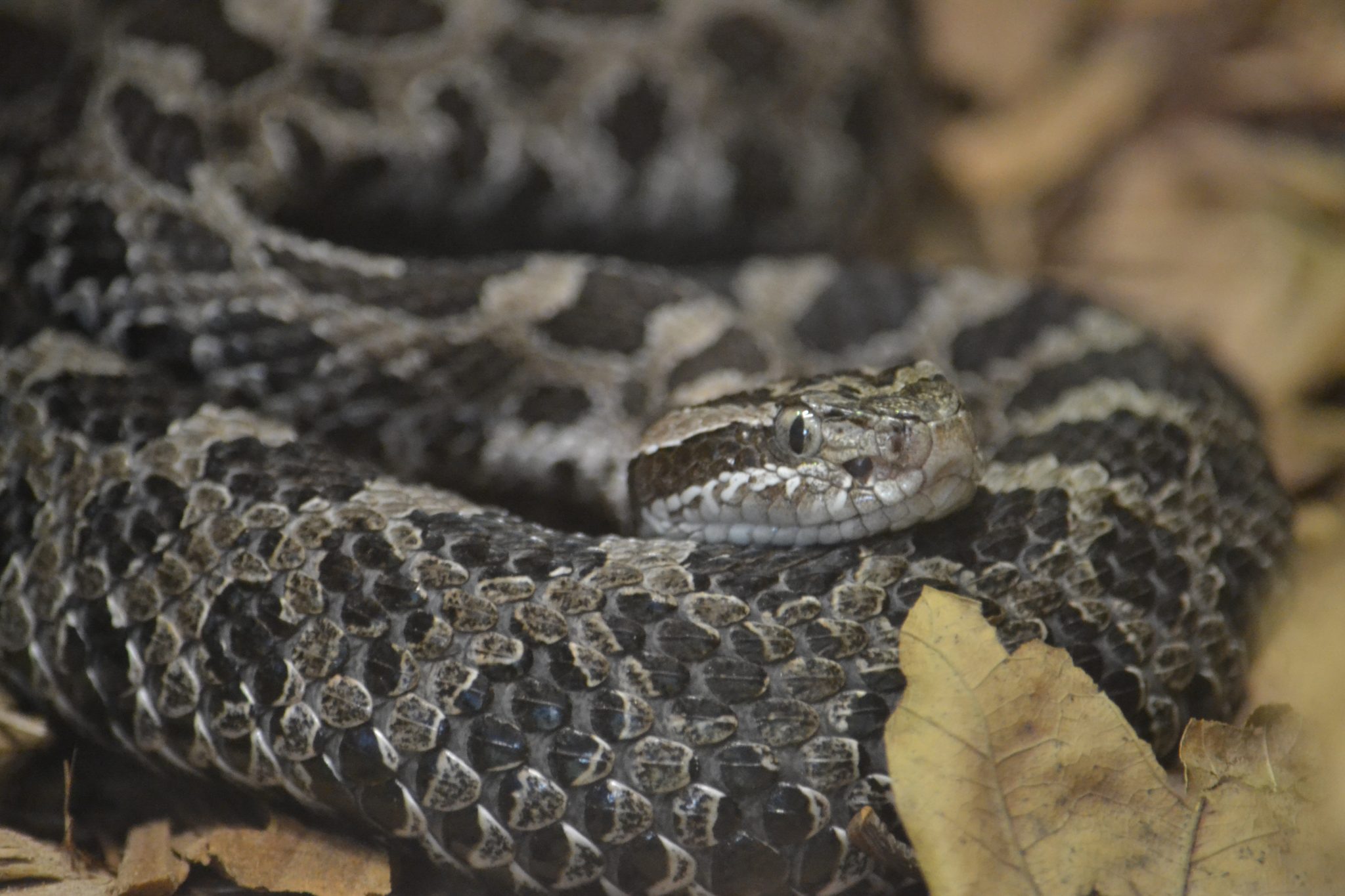 Potter Park Zoo Participates in Yearly Eastern Massasauga Rattlesnake ...