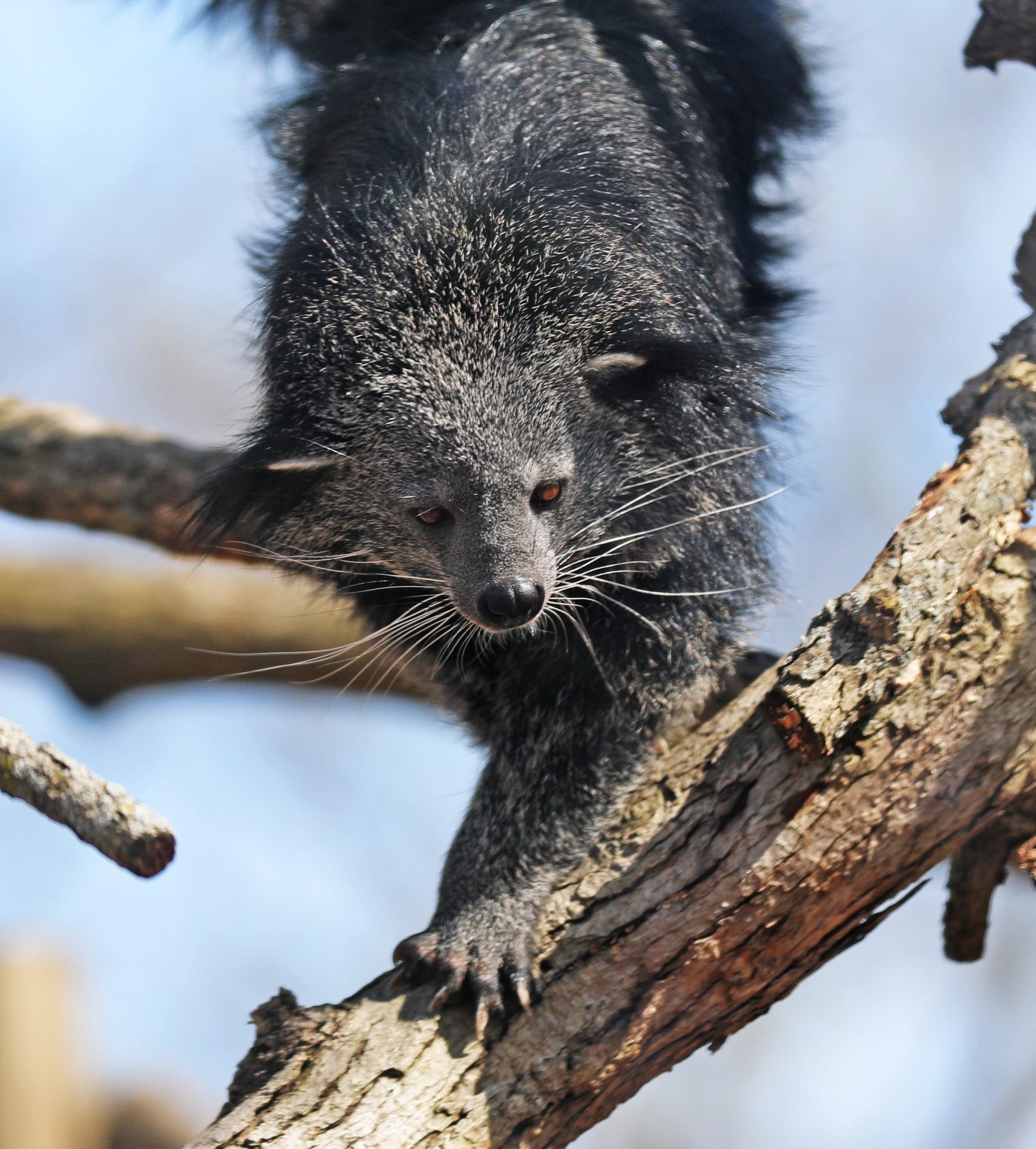 Binturong Bintlet Naming Contest | Potter Park Zoo