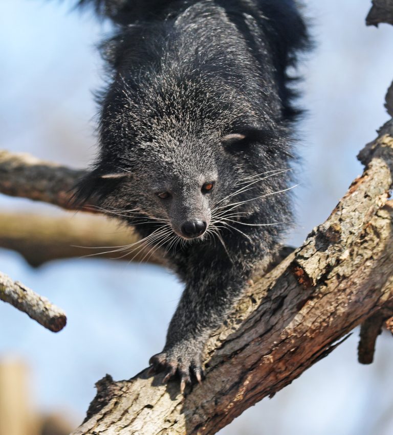 Binturong Bintlet Naming Contest | Potter Park Zoo