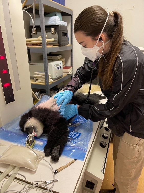Potter Park Zoo and Binder Park Zoo Provide Hands-on Experience for MSU College of Veterinary ...
