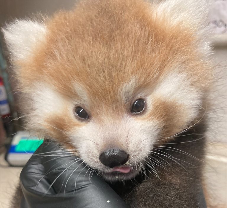 Red Panda Cub Naming Contest | Potter Park Zoo