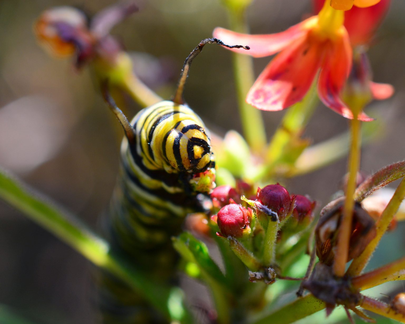 Monarchs in My Yard | Potter Park Zoo