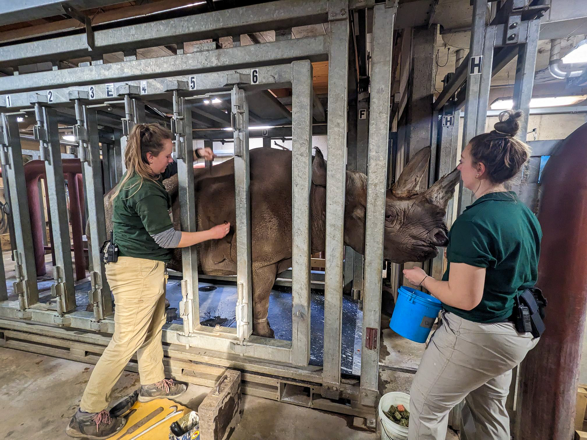 Exploring Advanced Techniques to Improve Rhino Health and Well-Being | Potter Park Zoo