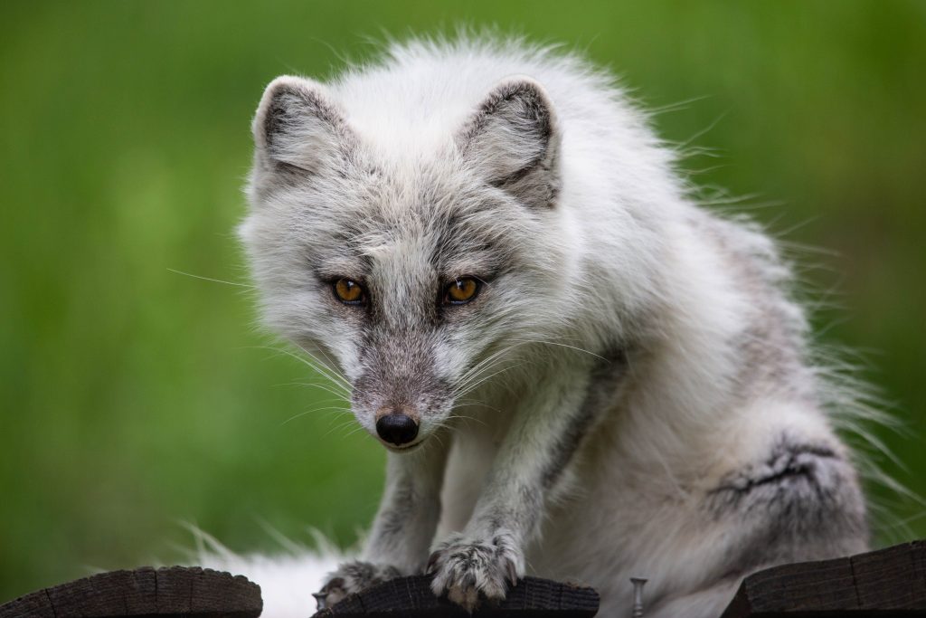 Arctic Fox | Potter Park Zoo