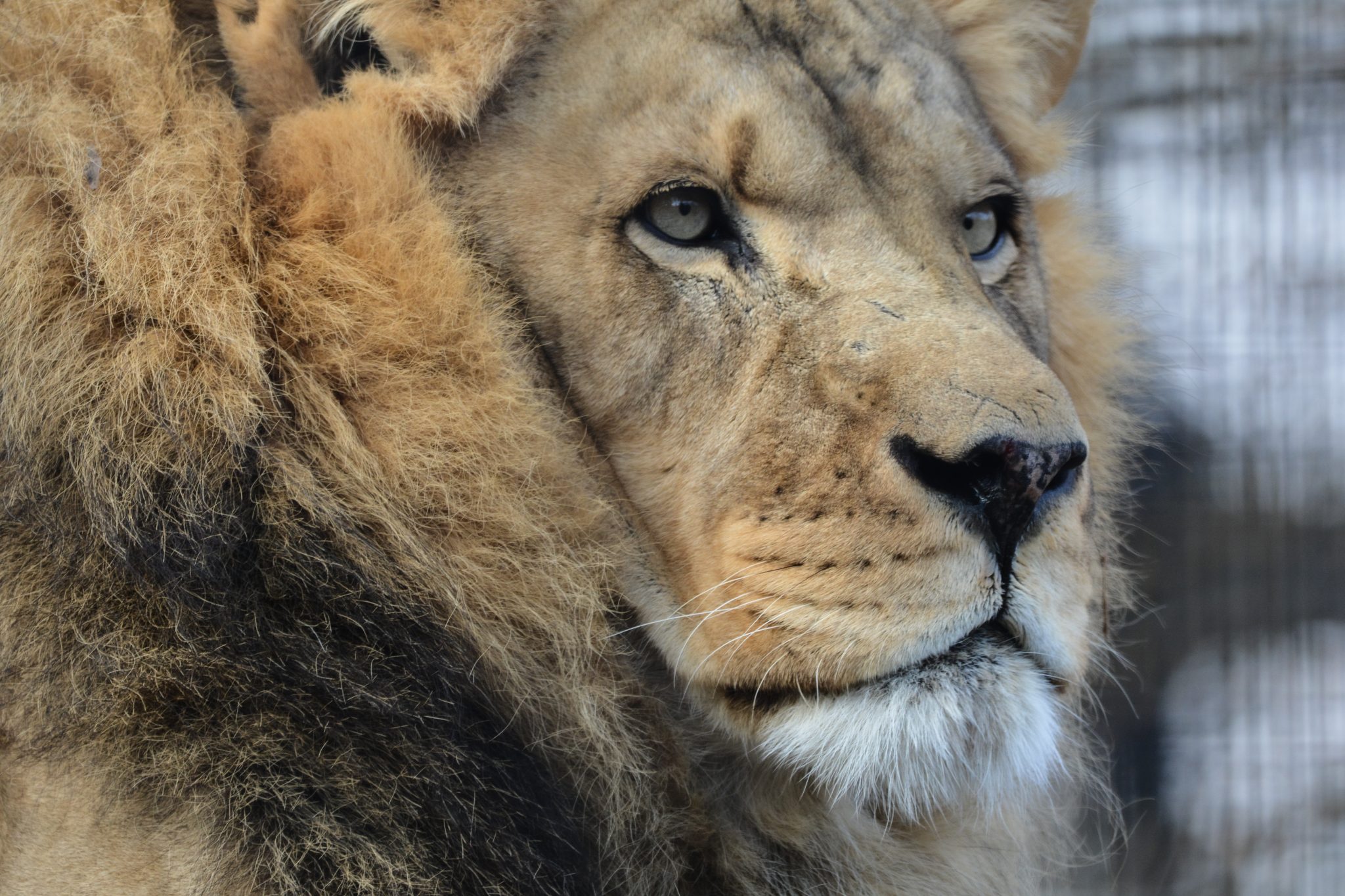 Attractions | Potter Park Zoo