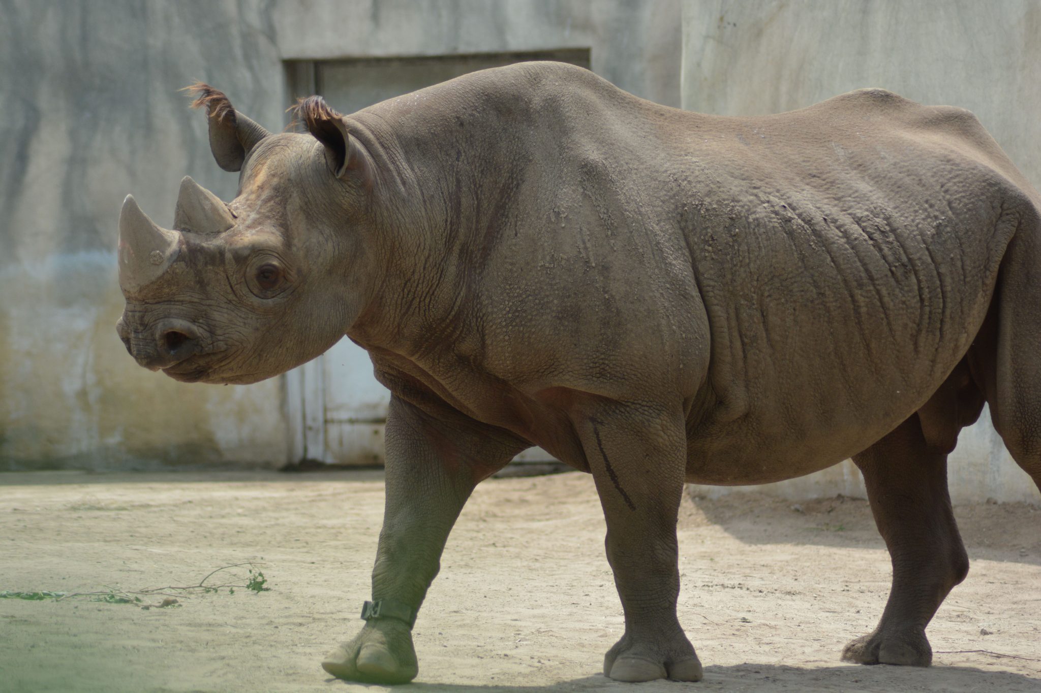 Adopt an Animal Recognition Board | Potter Park Zoo