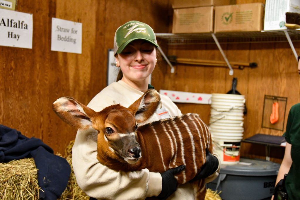 Potter Park Zoo Welcomes Rare Eastern Bongo Calf - Uncategorized Zoo Guide