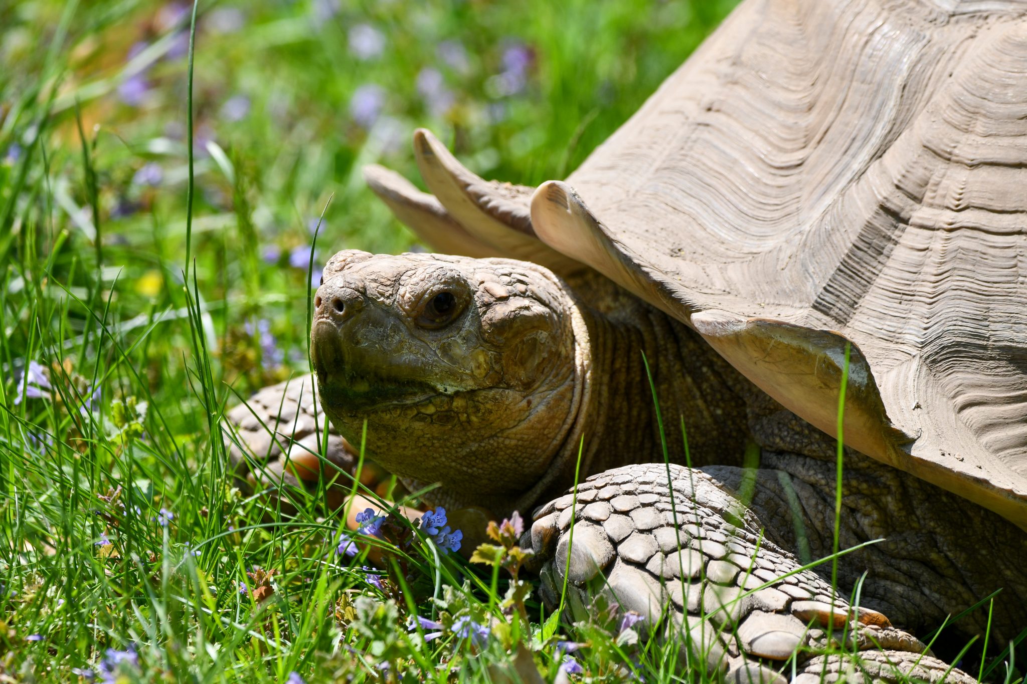 African Spurred Tortoise | Potter Park Zoo