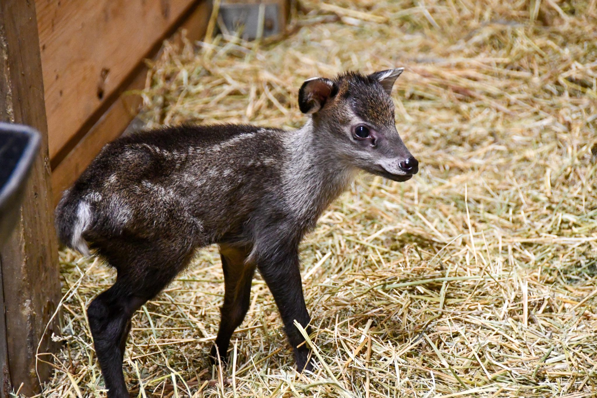 Potter Park Zoo Celebrates the Birth of a Tufted Deer Fawn | Potter ...