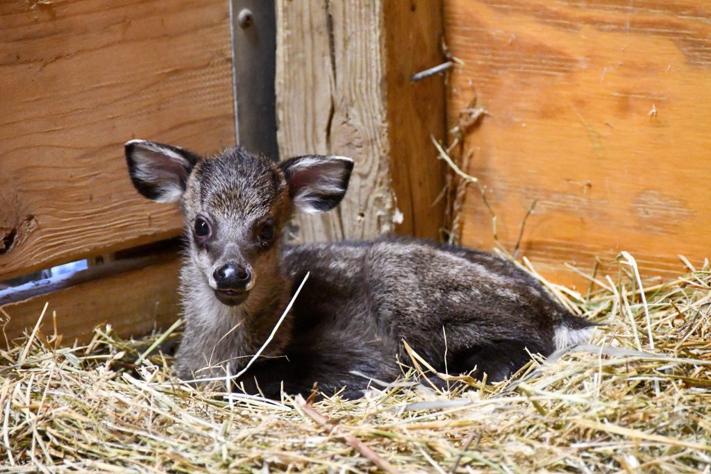 Potter Park Zoo Celebrates the Birth of a Tufted Deer Fawn | Potter ...
