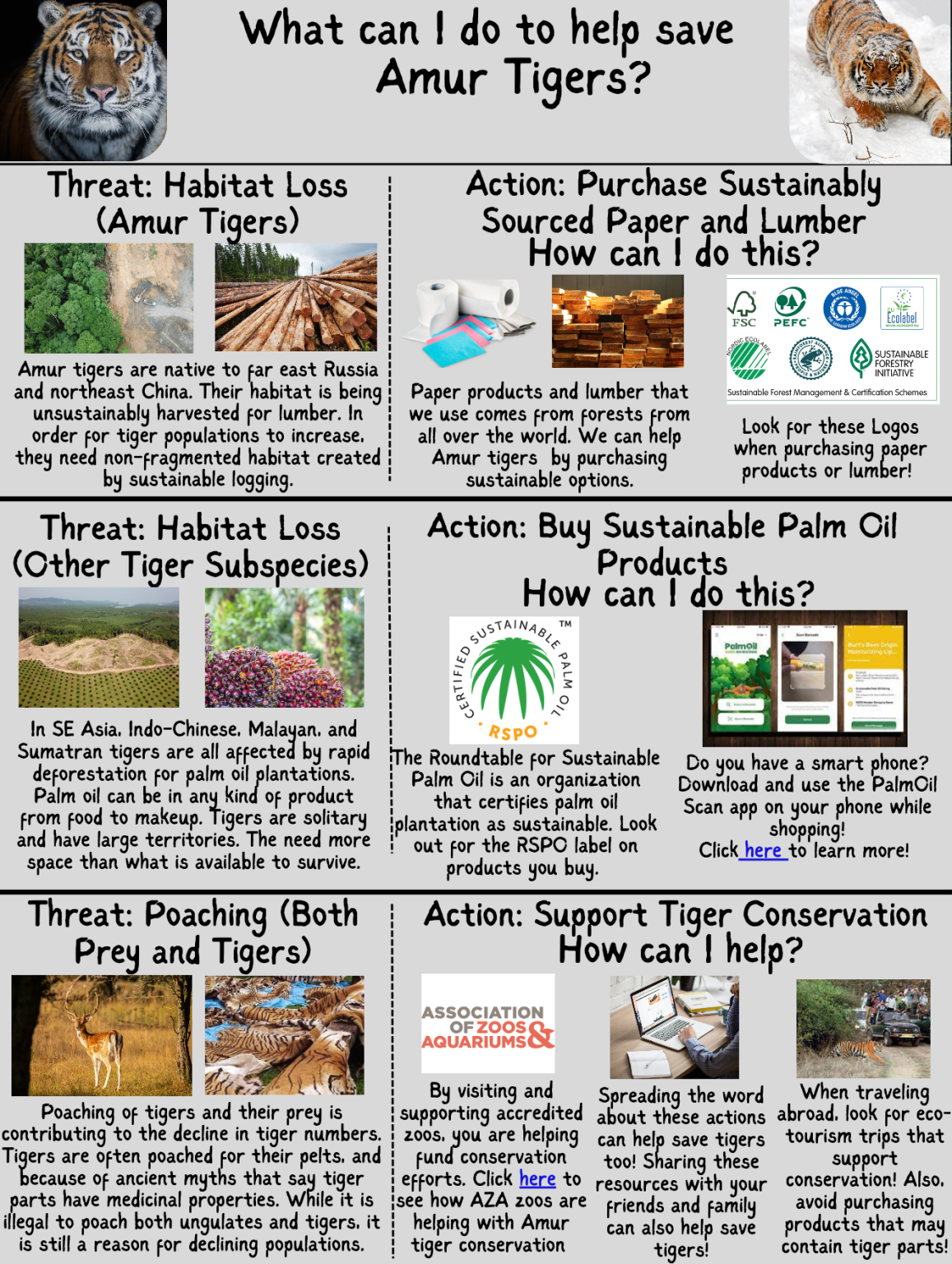 Amur Tiger | Potter Park Zoo